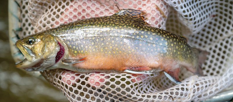 WVDNR surveys Gandy Creek to assess trout numbers | News, Sports, Jobs ...
